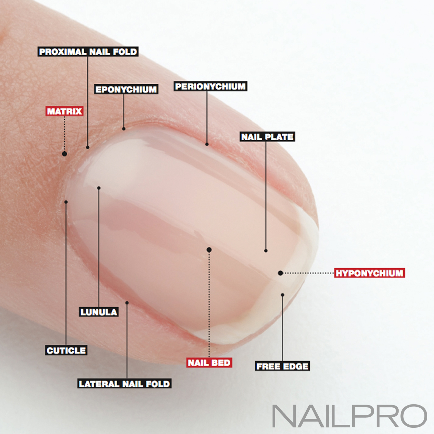 11 Parts of the Nail You Should Know | Beauty Launchpad